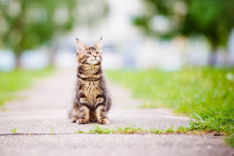 Adorable Maine Coon Kitten Outdoors Stock Image - Image of grass, face ...
