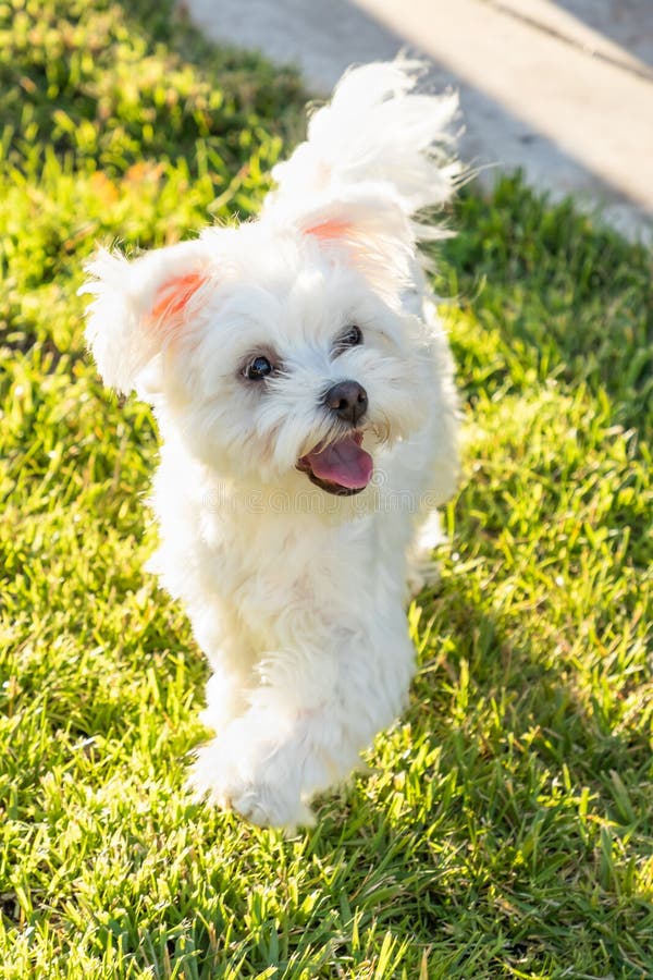 Playful Maltese Puppy Playing in the Yard Stock Photo - Image of mammal ...