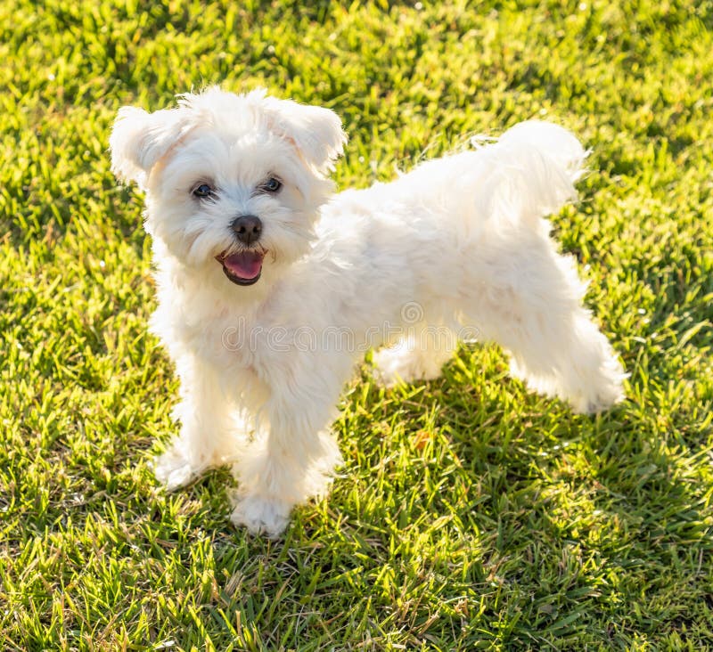 Playful Maltese Puppy Playing in the Yard Stock Photo - Image of mammal ...