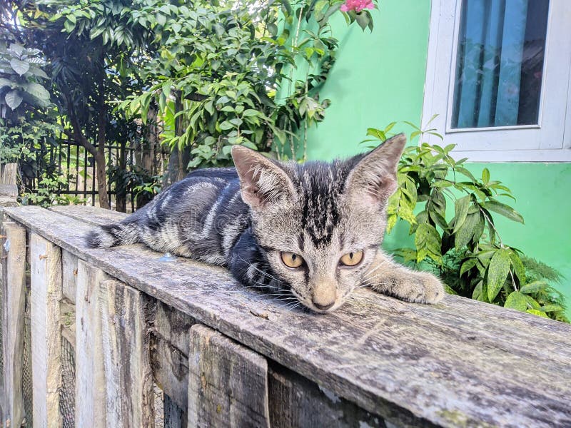 Adorable marble cat stock image. Image of garden, marble - 309573373