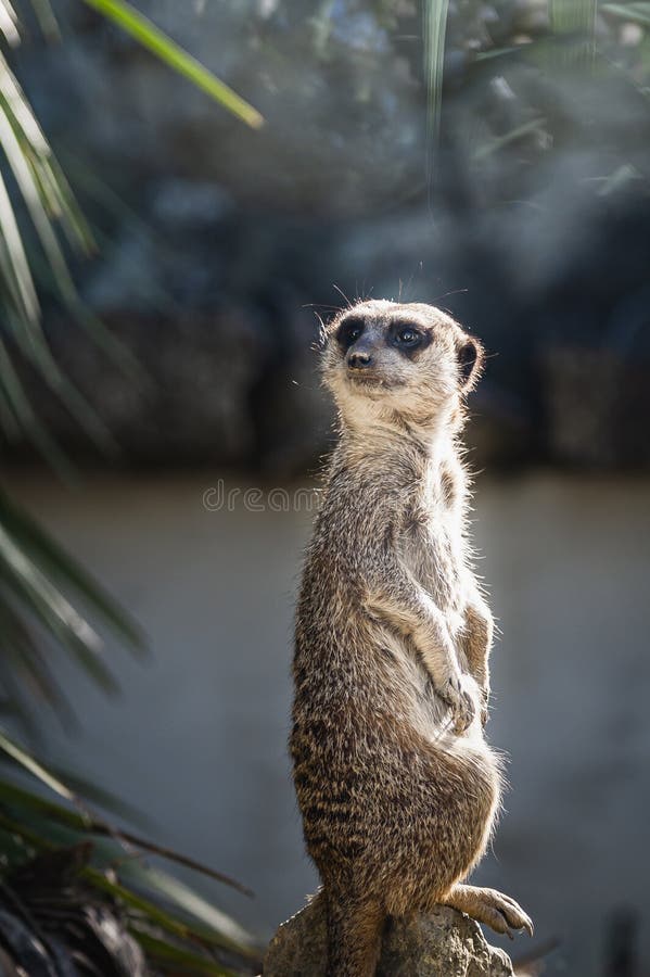 Meerkat Keeping Watch on a Rock Stock Photo - Image of meerkat, desert ...