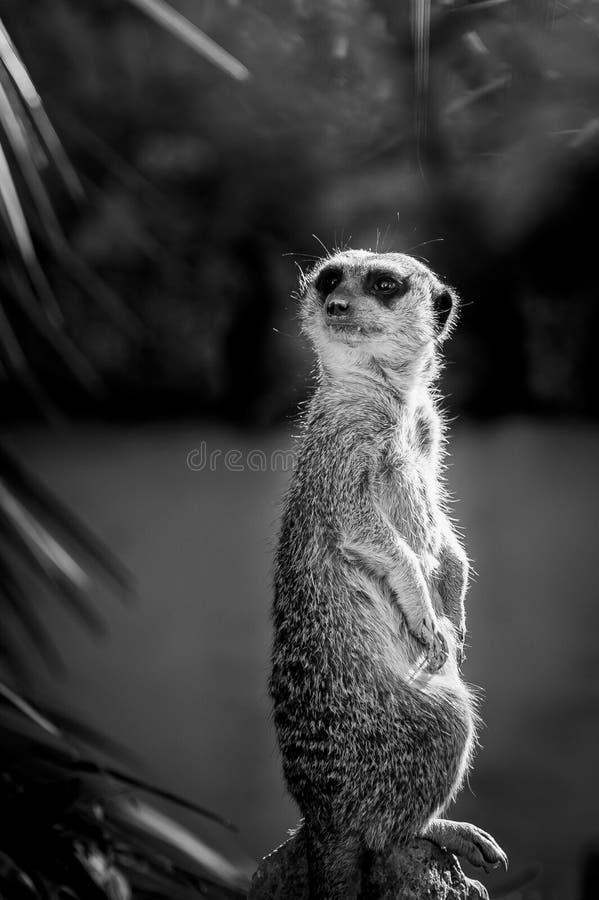 Meerkat Keeping Watch on a Rock Stock Image - Image of creature, africa ...