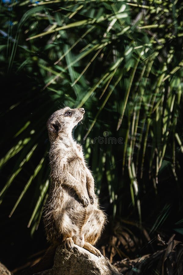 Meerkat Keeping Watch on a Rock Stock Image - Image of mammal, look ...