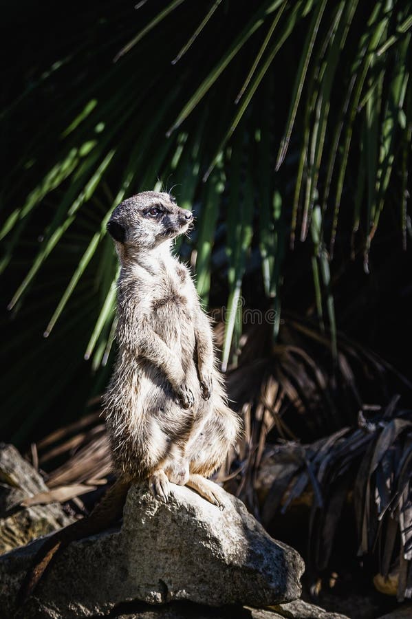 Meerkat Keeping Watch on a Rock Stock Photo - Image of cute, keeping ...
