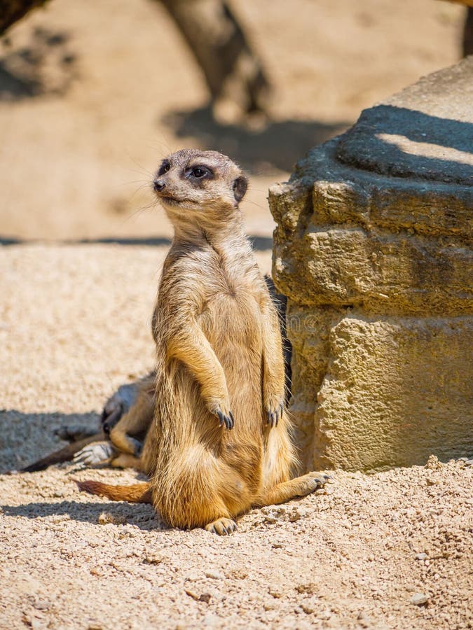 Adorable Meerkat Perched on Its Hind Legs, Front Paws Raised in a ...