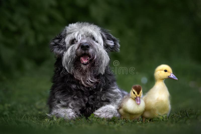 Adorable Mixed Breed Dog Posing with Ducklings Stock Image - Image of ...