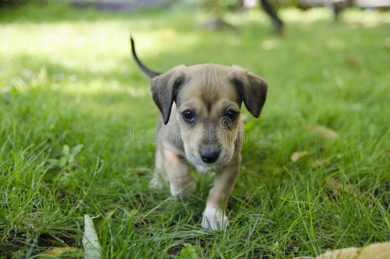 Adorable mixed breed puppy stock image. Image of mammal - 65315211