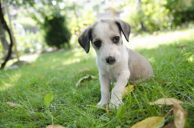 Adorable mixed breed puppy stock photo. Image of canine - 65315288