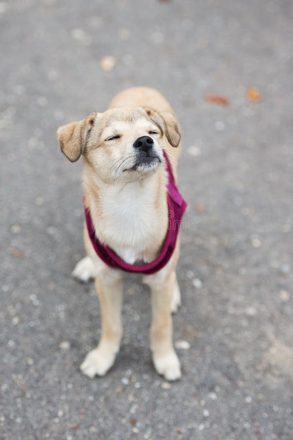 Adorable Mixed Breed Puppy Posing Outdoors Stock Photo - Image of ...