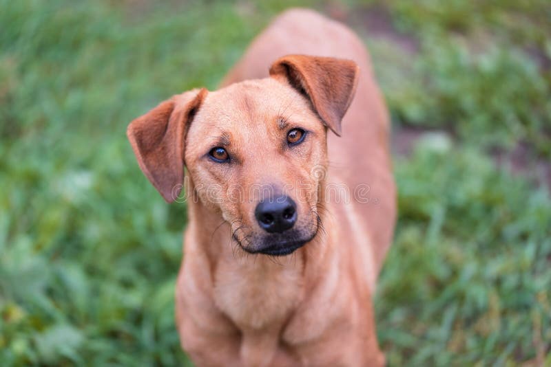 Adorable Mongrel Dog in the Park Stock Photo - Image of pedigree ...