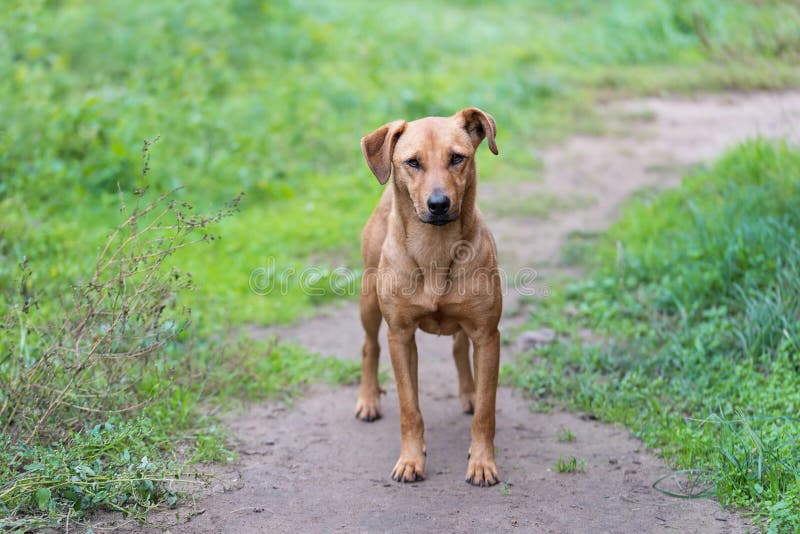 Adorable Mongrel Dog in the Park Stock Photo - Image of portrait ...