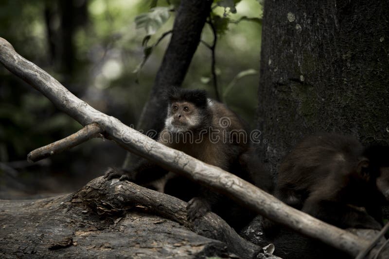Adorable Monkey Behind a Fallen Tree Branch in the Woods Stock Photo ...