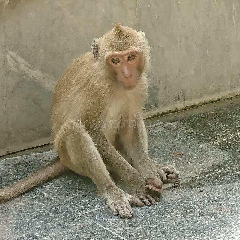 The monkey hope stock image. Image of face, portrait - 20831977