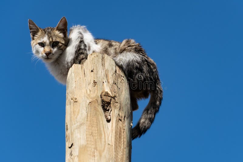 Pole cat stock image. Image of funny, road, beautiful - 89434763