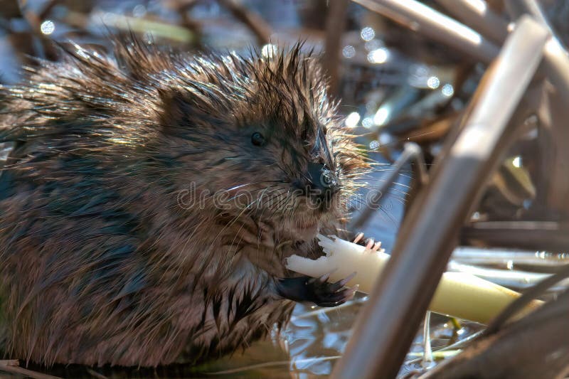 Adorable Muskrat Standing on the Water Surface while Eating a Snack ...