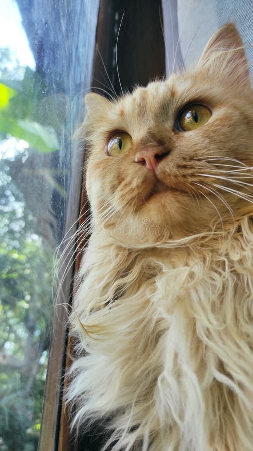 An adorable orange cat stock photo. Image of orange - 279698002