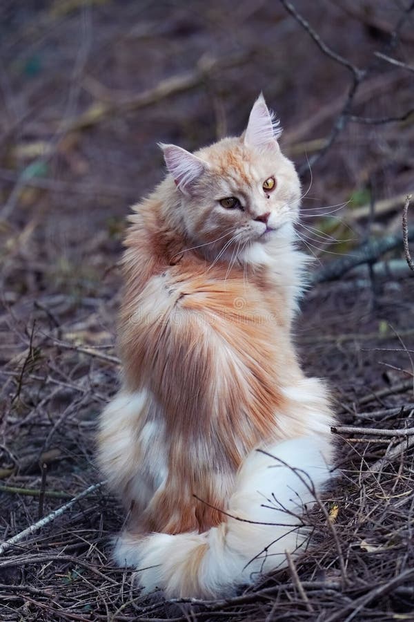 Adorable Orange Fluffy Cat Sitting in a Park Looking Back Over Its ...