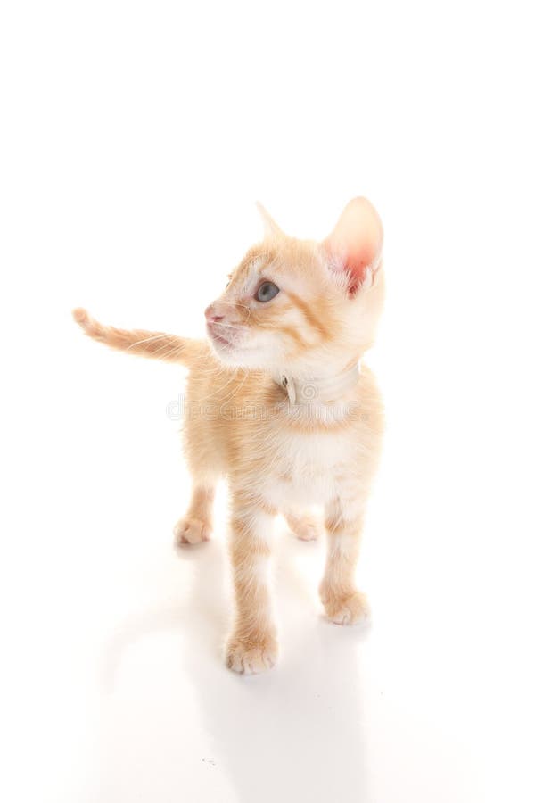 Adorable Orange Kitten Looking Away Stock Image - Image of beautiful ...