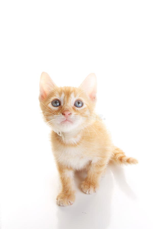 Adorable Orange Kitten on White Stock Photo - Image of young, animal ...
