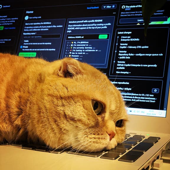 Ginger Cat Programmer Resting on Computer during Work Session Stock ...