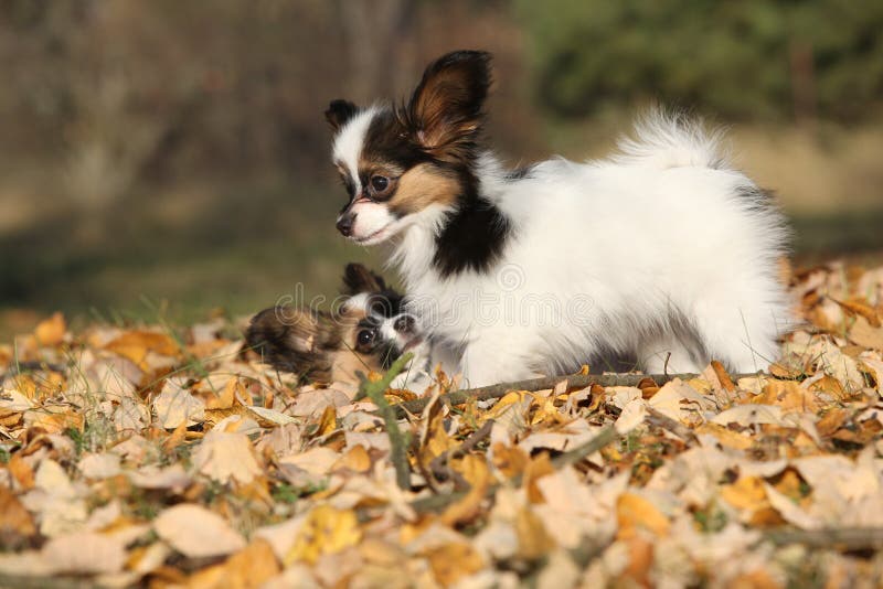 Cute Papillon puppies stock photo. Image of white, pups - 14128394