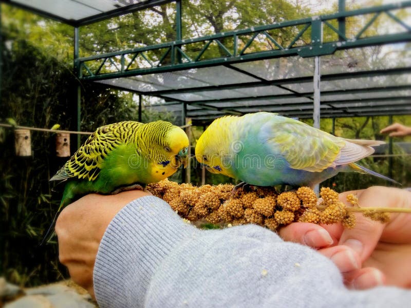 Adorable Parrots Eating Seeds Stock Image - Image of colourfull, birds ...