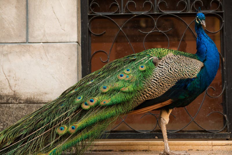 Adorable Peacock in Front of a Building Stock Image - Image of backdrop ...
