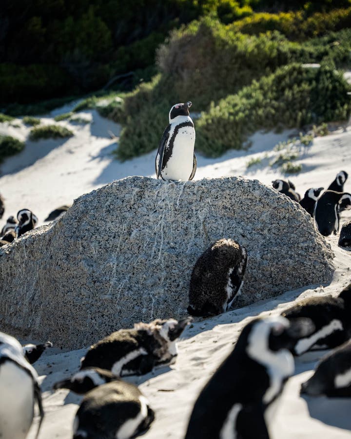 Adorable Penguins on the Sandy Beach on the Coast Stock Image - Image ...
