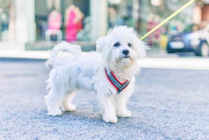 Adorable Perro Blanco En La Calle De La Ciudad Imagen de archivo ...