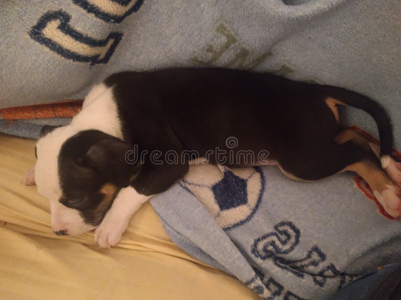 Adorable Perro Adorable Con Adorable Cachorro Draco Imagen de archivo ...