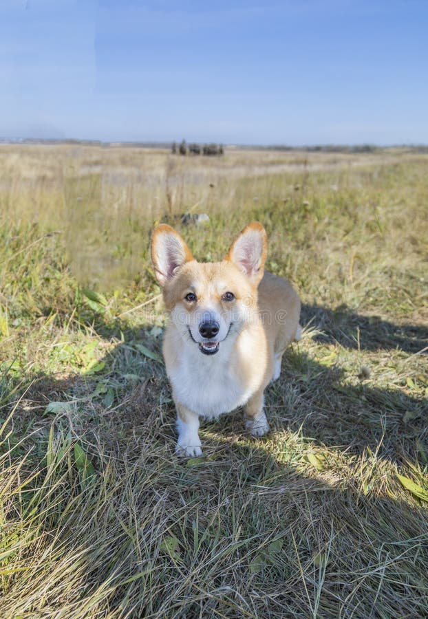 Adorable Pet Corgi Playing Outdoors Stock Image - Image of sports ...