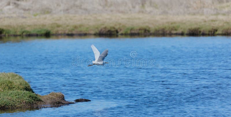 Adorable Petit Feu Survolant Le Lac Bleu Photo stock - Image du fond ...