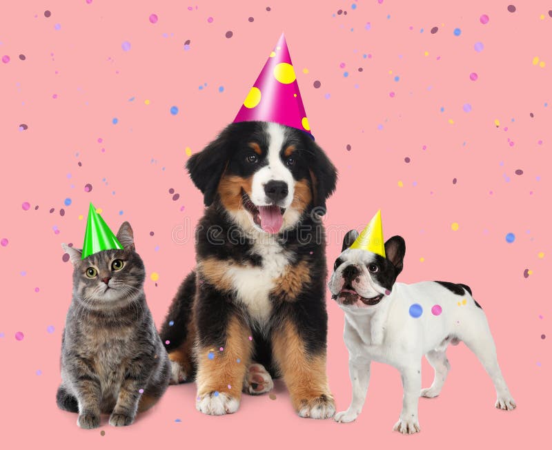 Adorable Pets with Party Hats on Pink Background Stock Image - Image of ...