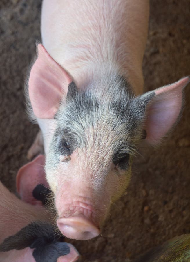 Adorable Pink Face on a Domestic Piglet Stock Photo - Image of ...