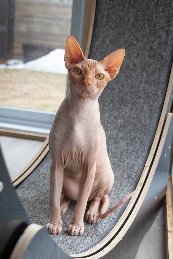 Adorable Pink Sphynx Cat Standing in the Windowil Stock Photo - Image ...