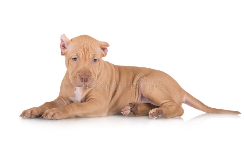 Adorable pit bull puppy stock photo. Image of puppy, cute - 41878270