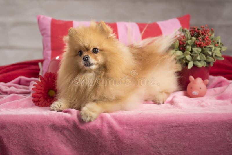 Adorable Pomeranian Spitz with Decorations in the Studio Stock Image ...
