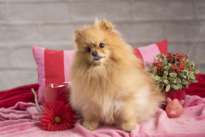 Adorable Pomeranian Spitz with Decorations in the Studio Stock Photo ...
