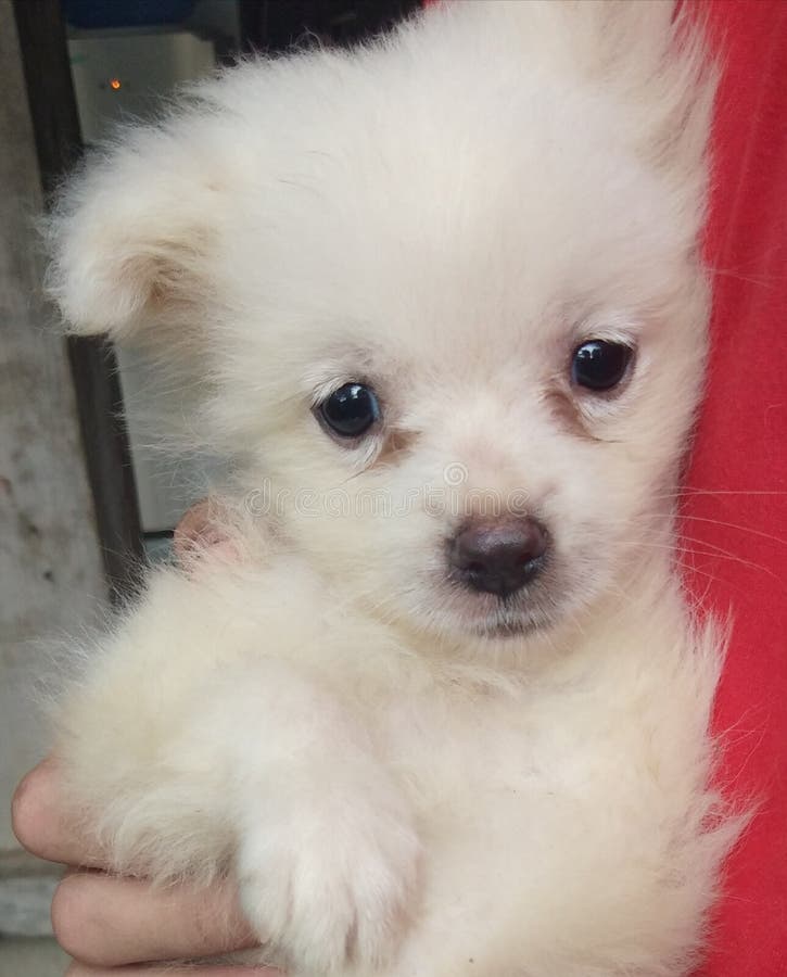 Pomspitz Stock Photos - Free & Royalty-Free Stock Photos from Dreamstime