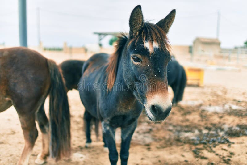 Adorable Ponies Walking at the Farm Stock Photo - Image of happy, girl ...