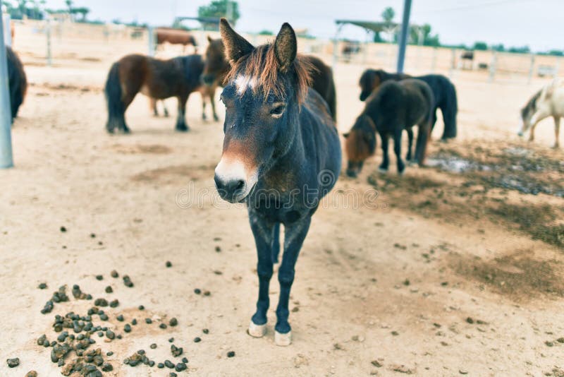 Adorable Ponies Walking at the Farm Stock Image - Image of pasture ...