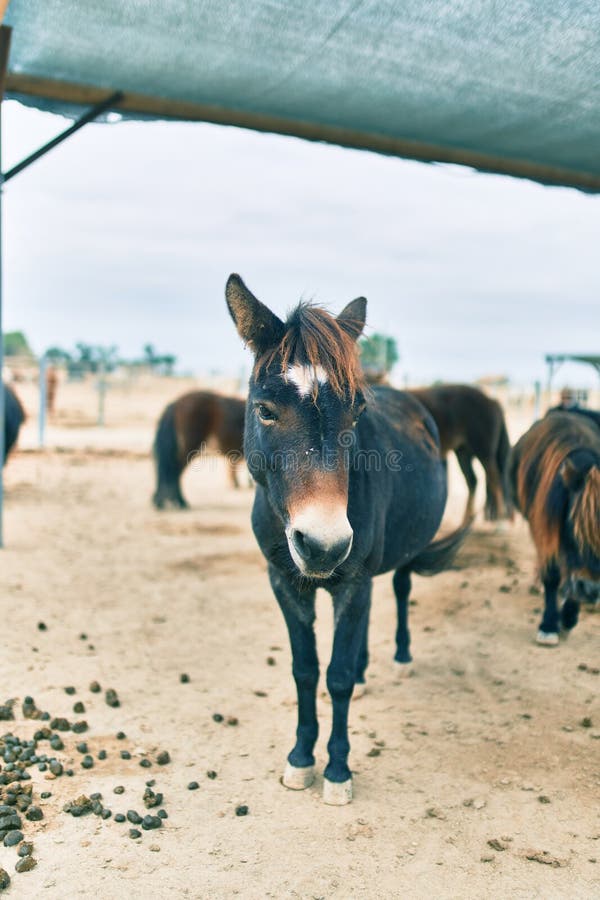 Adorable Ponies Walking at the Farm Stock Image - Image of play, park ...
