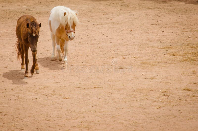 Adorable Pony Portrait in Farm Stock Image - Image of baby, look: 55318035