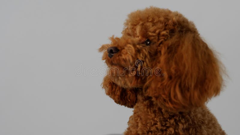 An Adorable Poodle Features Fluffy Fur in this Charming Profile that ...