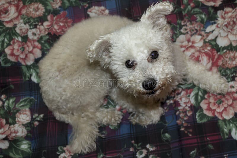 Adorable Poodle Poses for the Camera on Bed Stock Photo - Image of ...