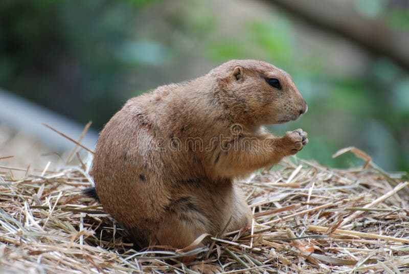 Adorable Prairie Dog with His Paws Folded in Prayer Stock Image - Image ...