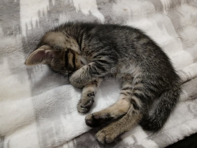 Adorable Precious Tabby Kitten Sleeping Stock Photo - Image of ...