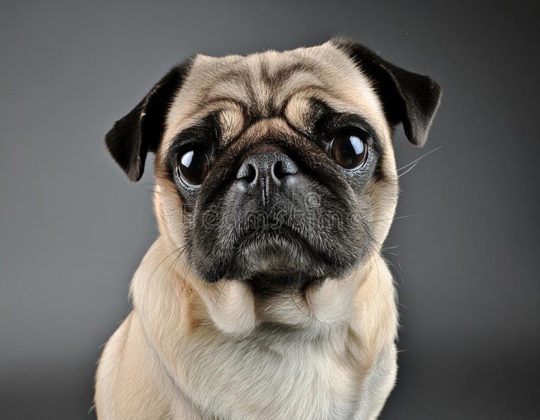 Adorable Pug Portrait with Intense Gaze in Studio Setting Stock ...