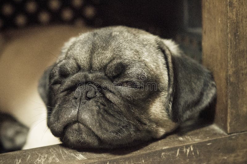 An adorable pug puppy dog stock photo. Image of funny - 344227890
