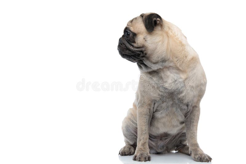 Front and Back View of Friendly Pug Dog Sitting Isolated on Whit Stock ...